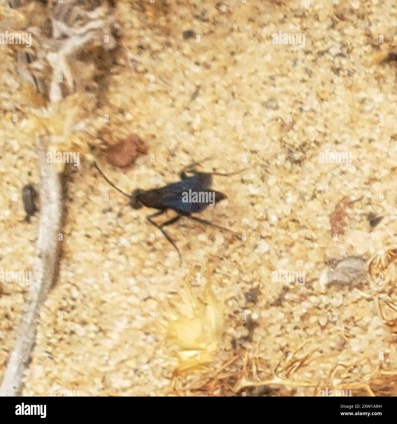 Spider Wasps (Pompilidae) Insecta Stock Photo - Alamy