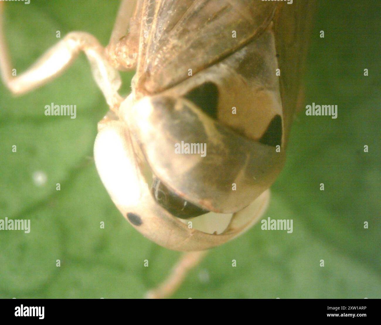 Idioscopus hi-res stock photography and images - Alamy
