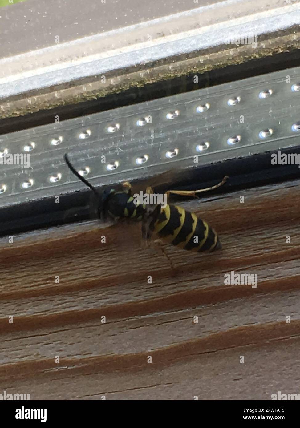 Common European Yellowjacket (Vespula vulgaris) Insecta Stock Photo - Alamy