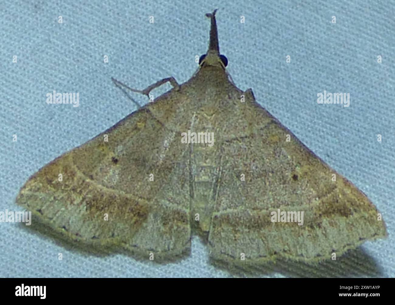 Yellow-spotted Renia Moth (Renia flavipunctalis) Insecta Stock Photo ...