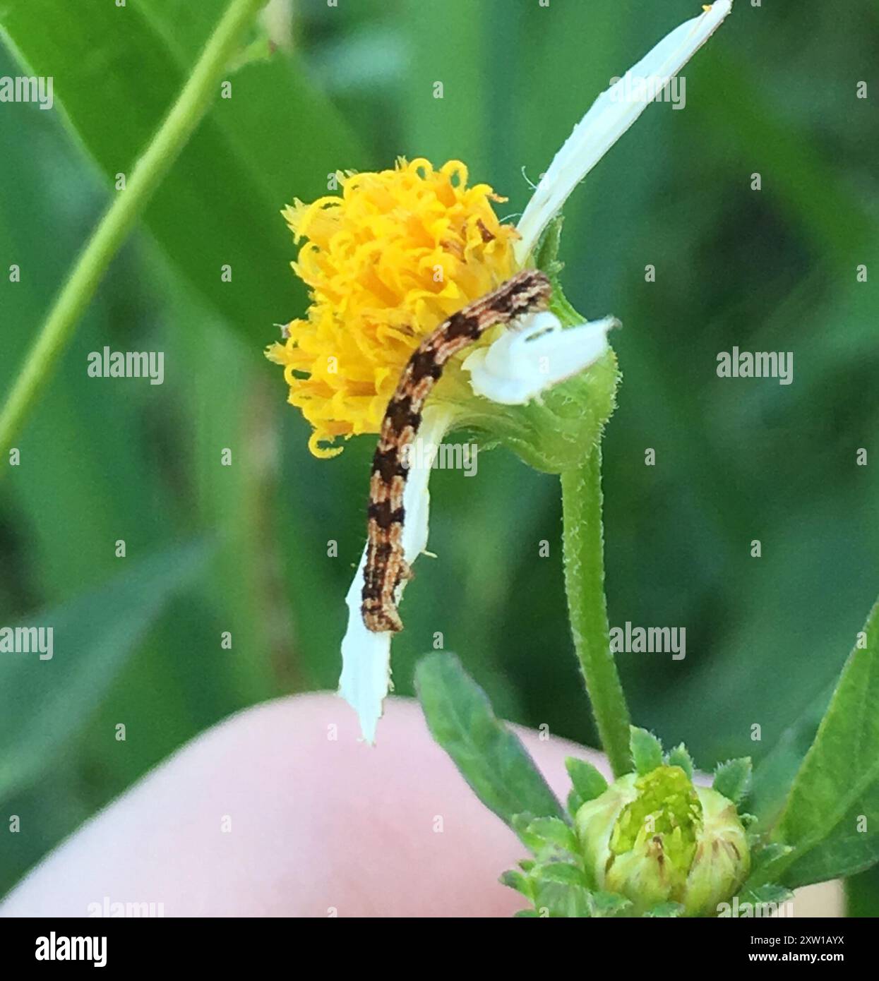 Geometer Moths (Geometridae) Insecta Stock Photo - Alamy