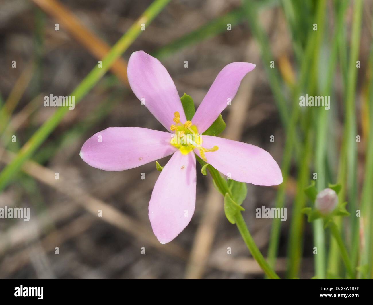 Rosepink (Sabatia angularis) Plantae Stock Photo - Alamy