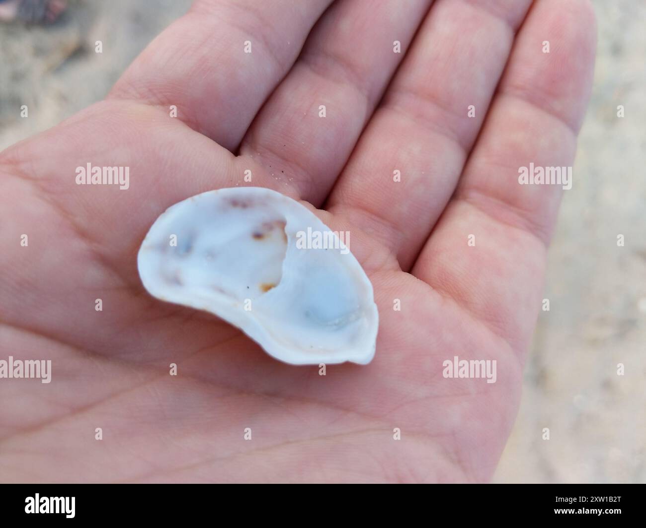 Typical Slippersnails (Crepidula) Mollusca Stock Photo - Alamy