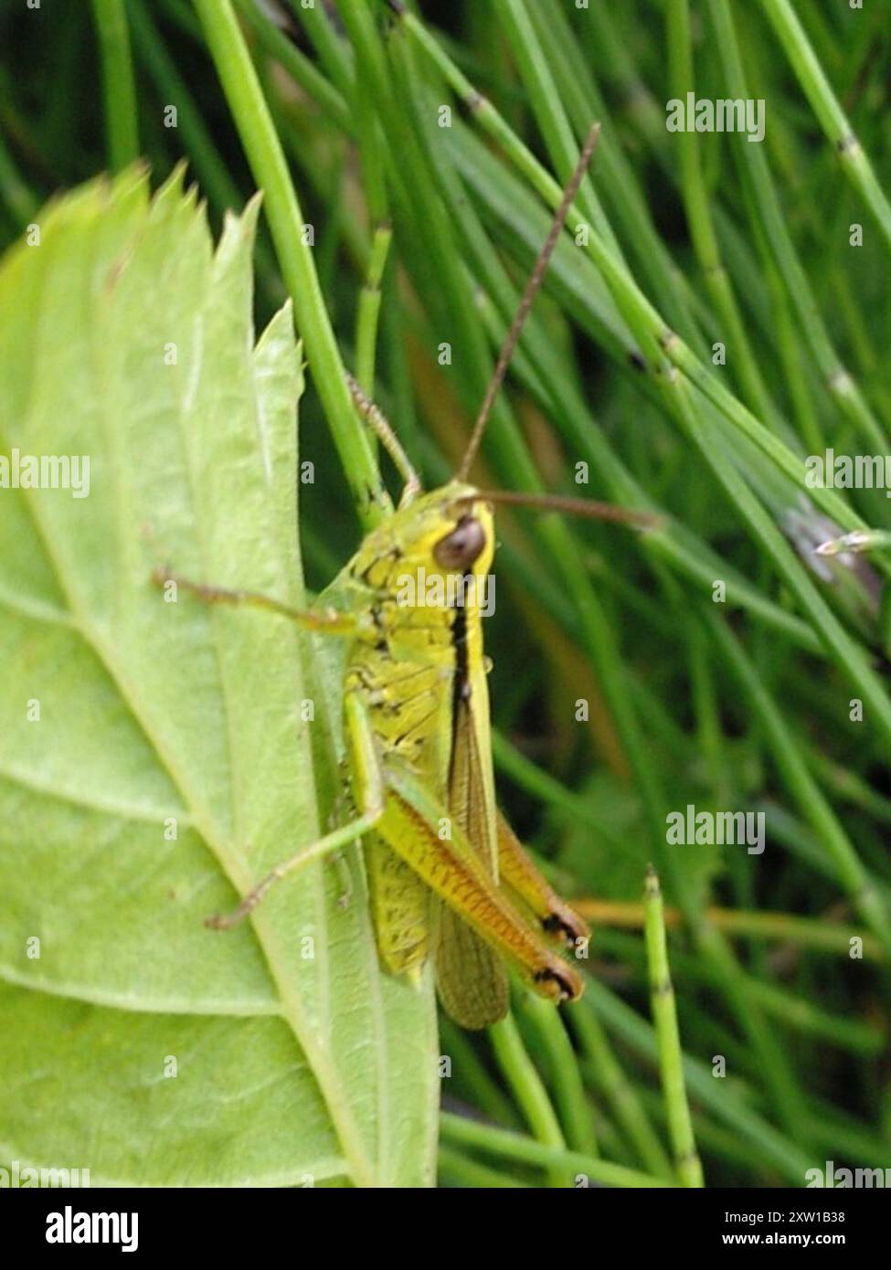 Leek Grasshopper (Mecostethus parapleurus) Insecta Stock Photo - Alamy