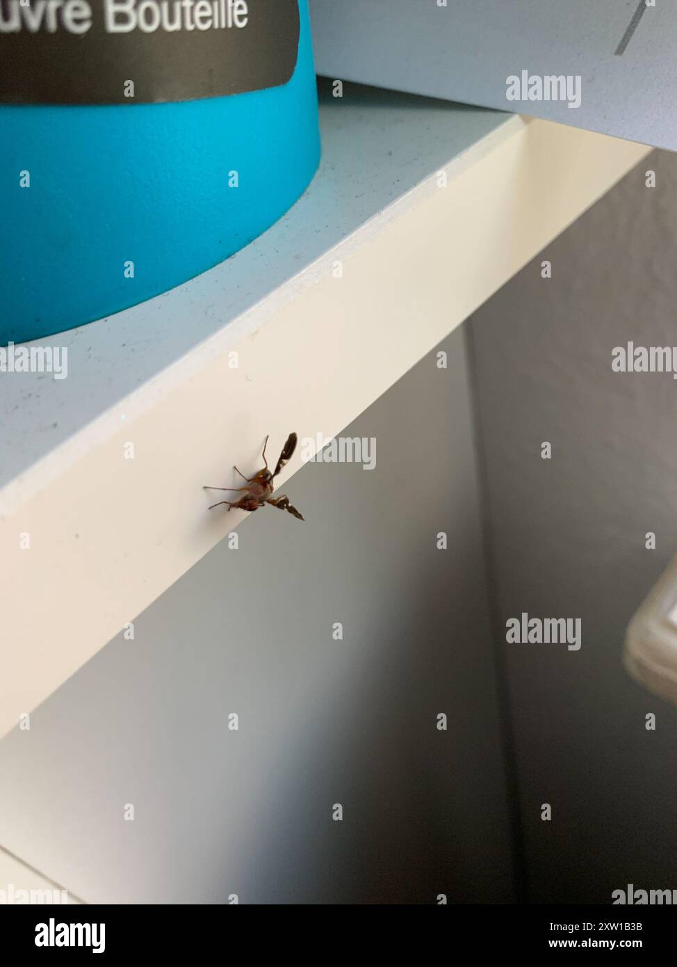 Common Picture-winged Fly (Delphinia picta) Insecta Stock Photo - Alamy