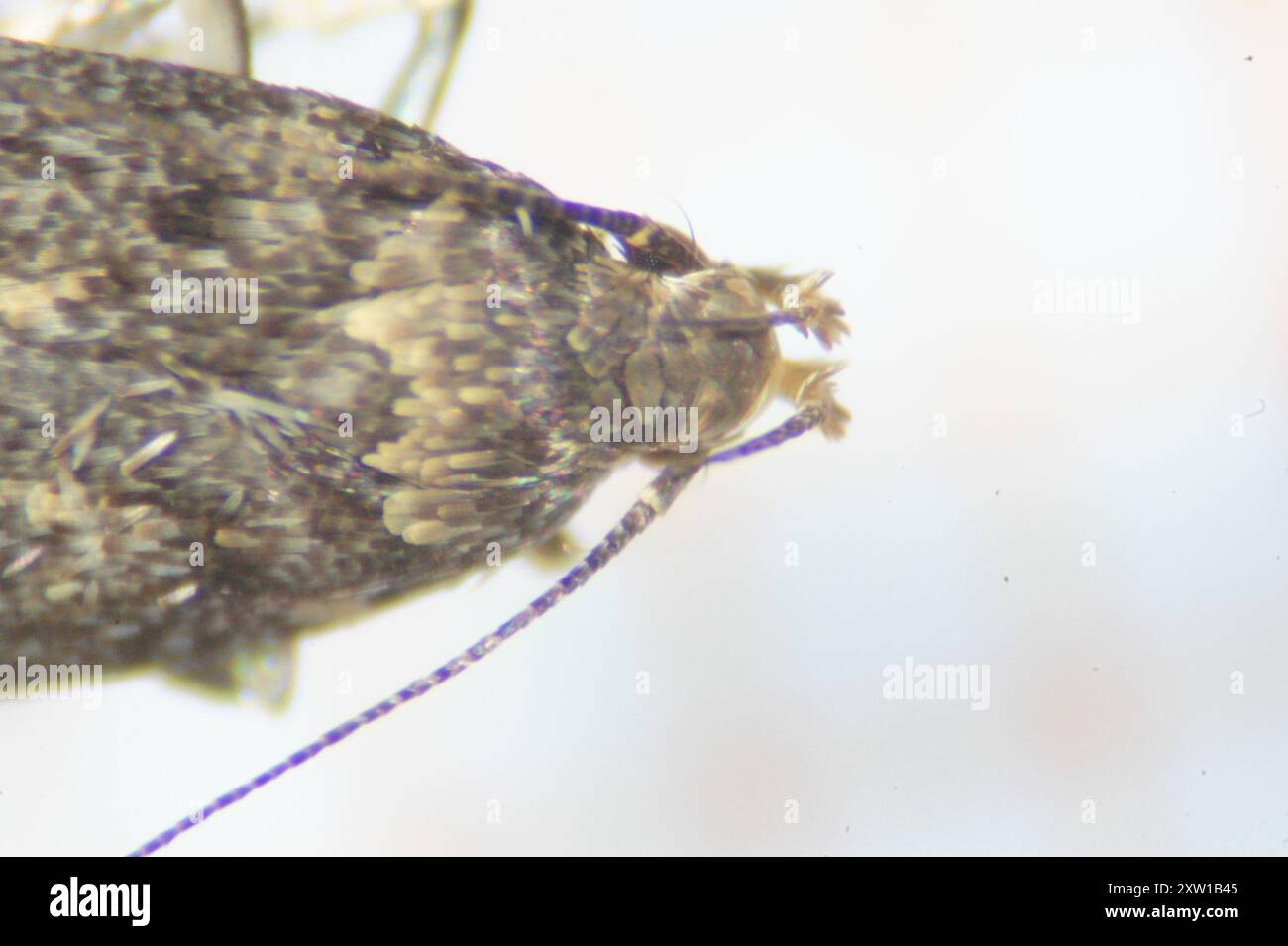 Curved-horn Moths (Gelechioidea) Insecta Stock Photo - Alamy