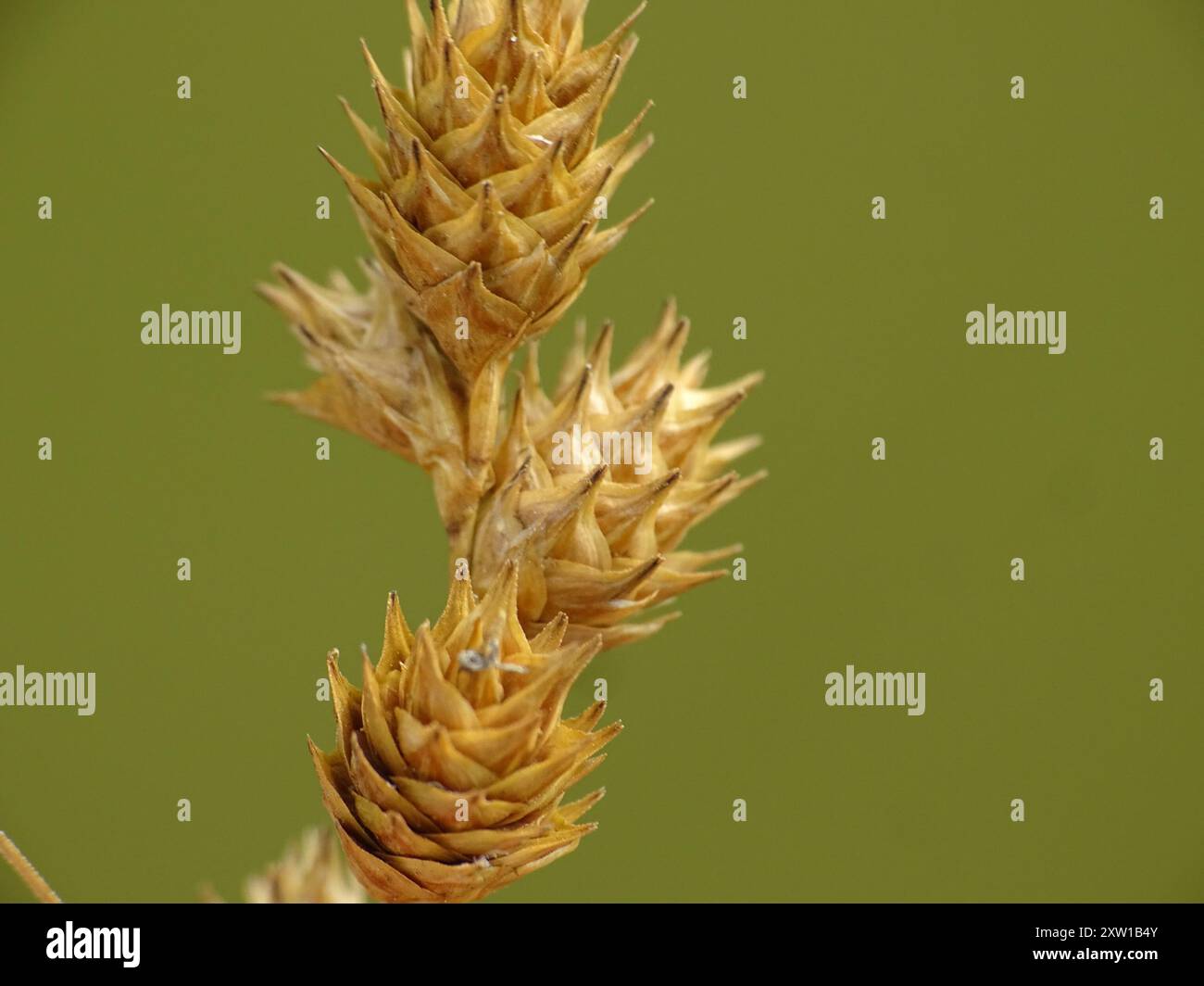 Shortbeak Sedge (Carex brevior) Plantae Stock Photo - Alamy