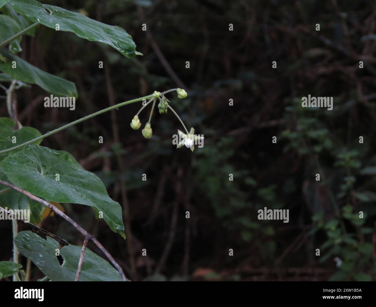 Trellis-vine (Pergularia daemia) Plantae Stock Photo - Alamy