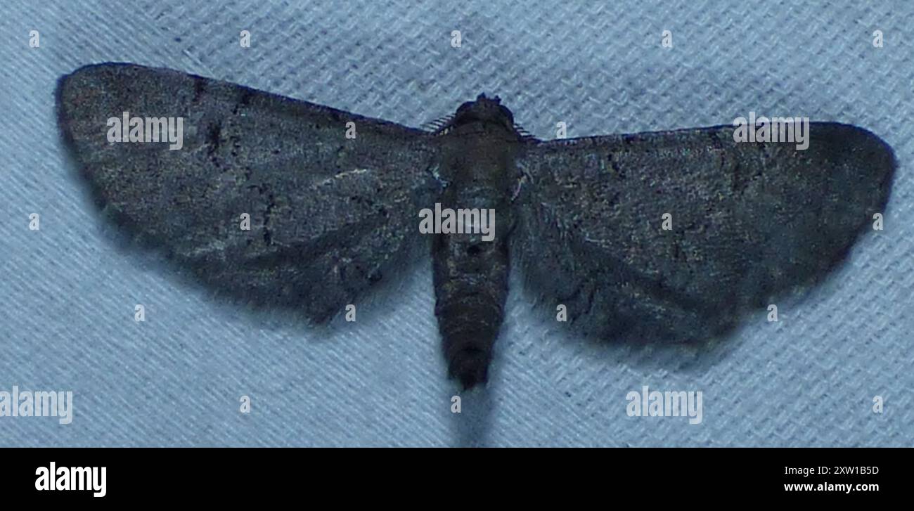 Pug Moths (Eupithecia) Insecta Stock Photo - Alamy
