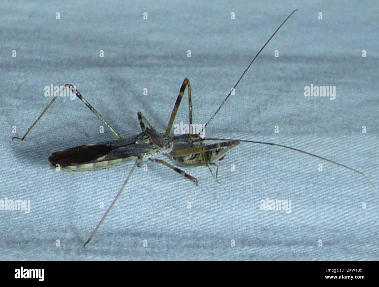 Four-spurred Assassin Bug (Zelus tetracanthus) Insecta Stock Photo - Alamy