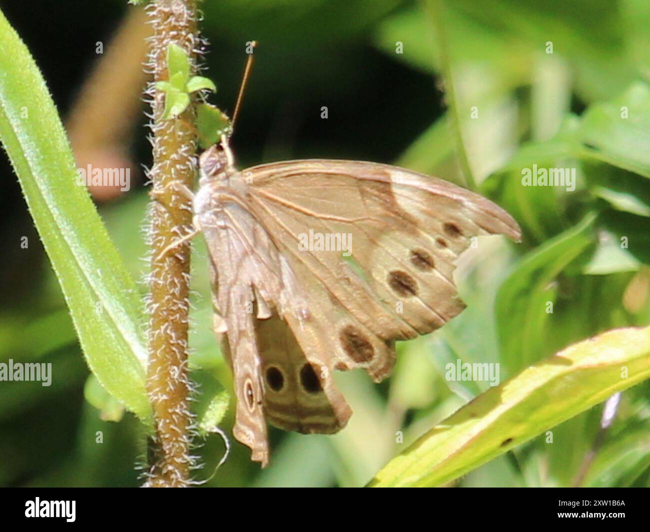 Northern Pearly-eye (Lethe anthedon) Insecta Stock Photo - Alamy