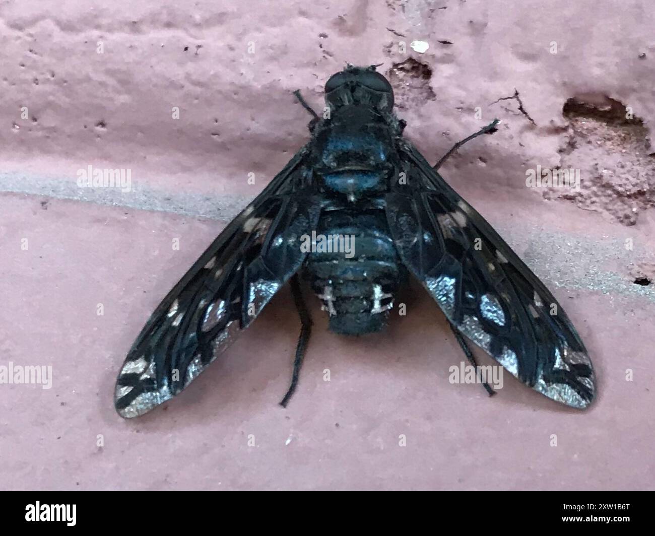 Tiger Bee Fly (Xenox tigrinus) Insecta Stock Photo - Alamy