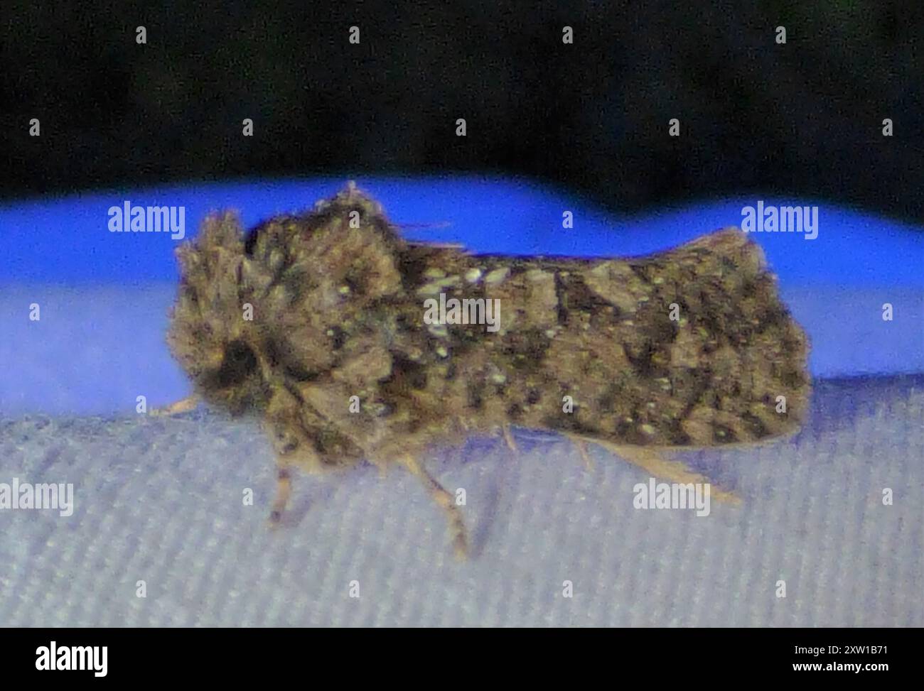 Arcane Grass Tubeworm Moth (Acrolophus arcanella) Insecta Stock Photo ...