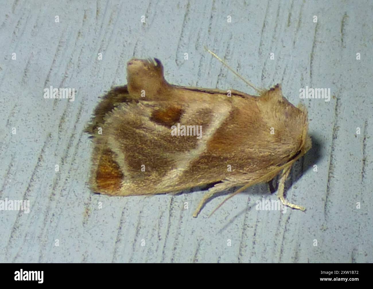 Shagreened Slug Moth (Apoda biguttata) Insecta Stock Photo - Alamy