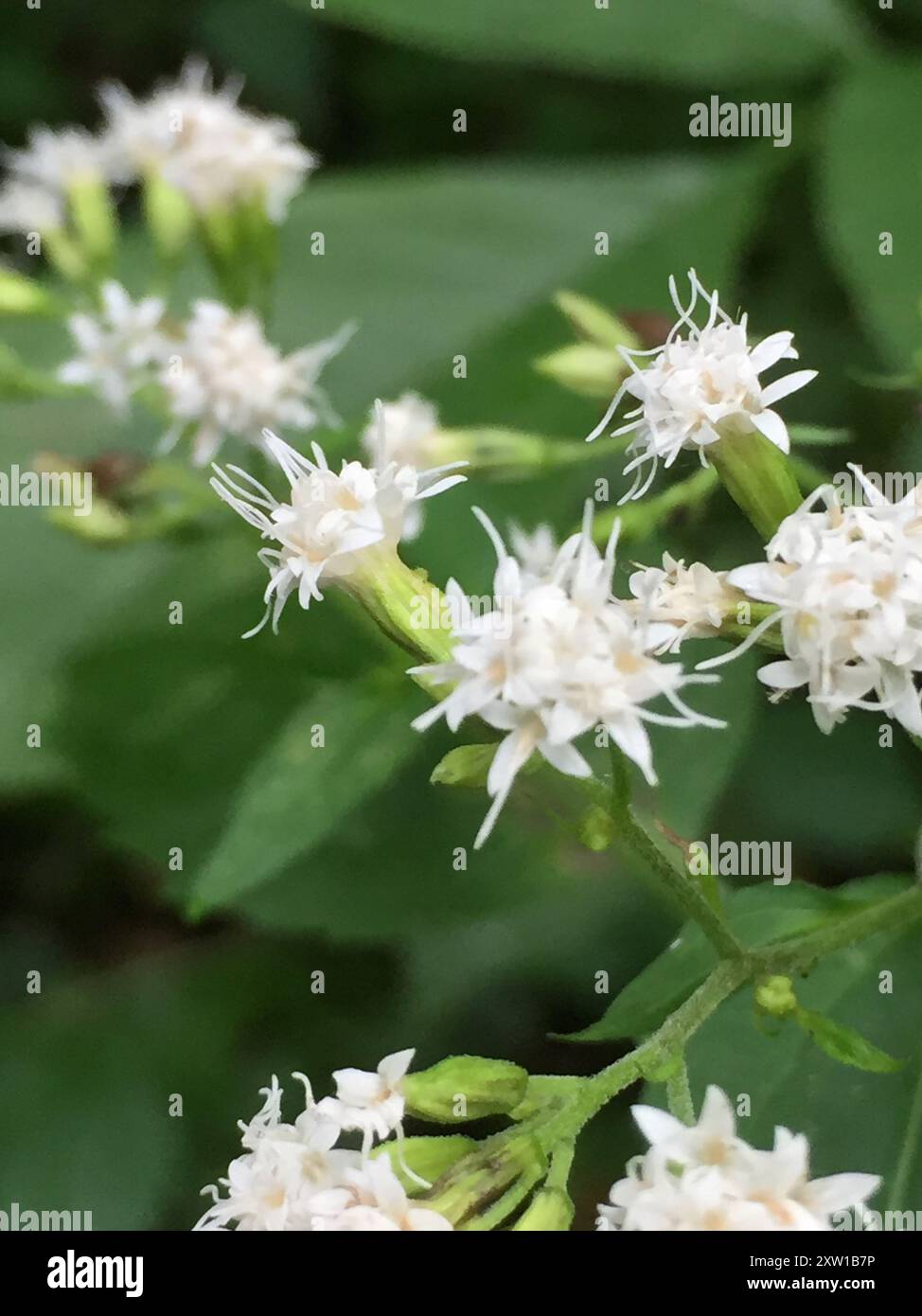 white snakeroot (Ageratina altissima) Plantae Stock Photo - Alamy