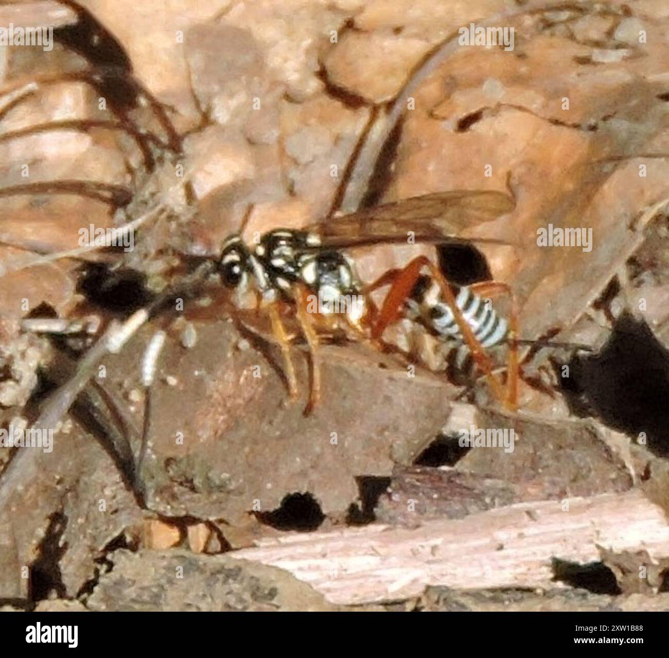 (Mesostenus thoracicus) Insecta Stock Photo - Alamy