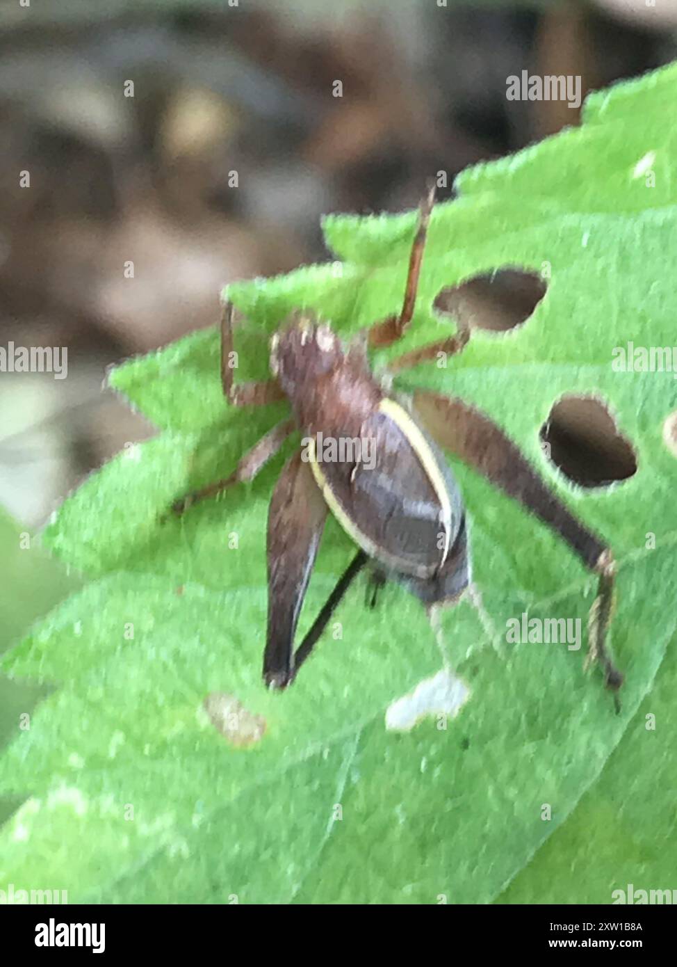 Restless Bush Cricket (Hapithus agitator) Insecta Stock Photo - Alamy
