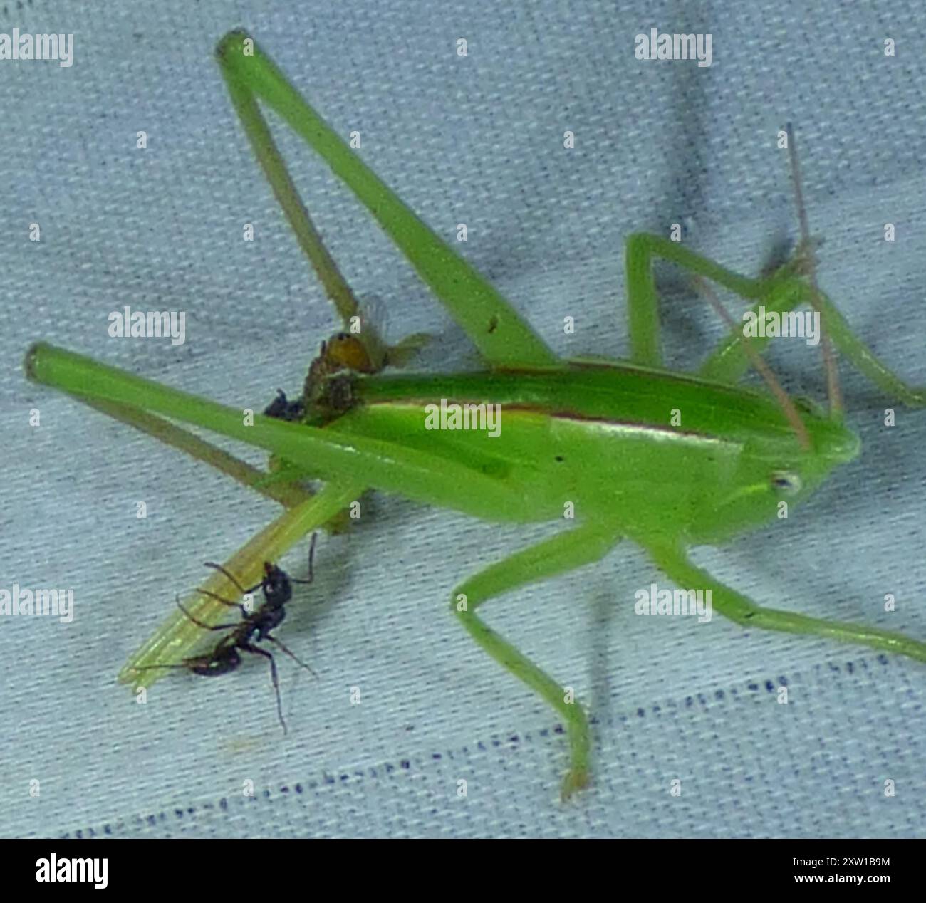 Coneheads (Copiphorini) Insecta Stock Photo - Alamy