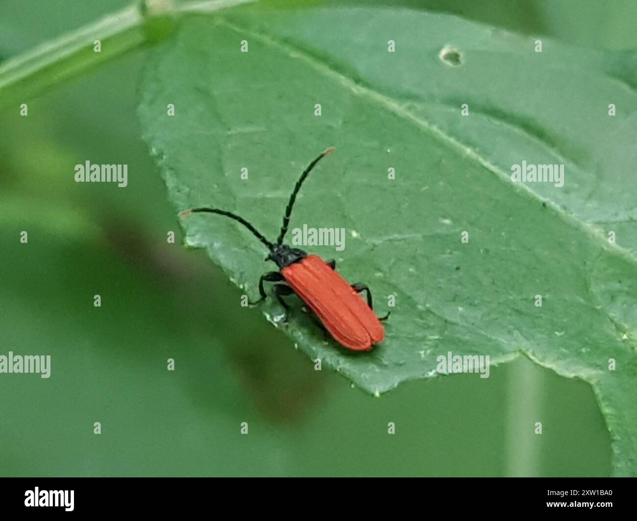 (Platycis minutus) Insecta Stock Photo - Alamy
