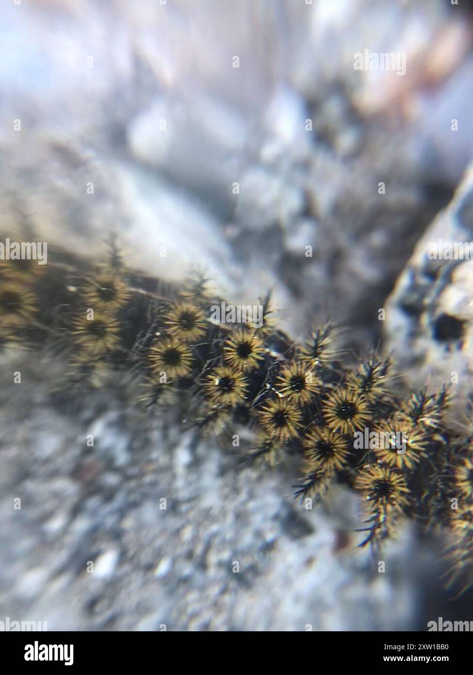 Western Sheep Moth (Hemileuca eglanterina) Insecta Stock Photo - Alamy