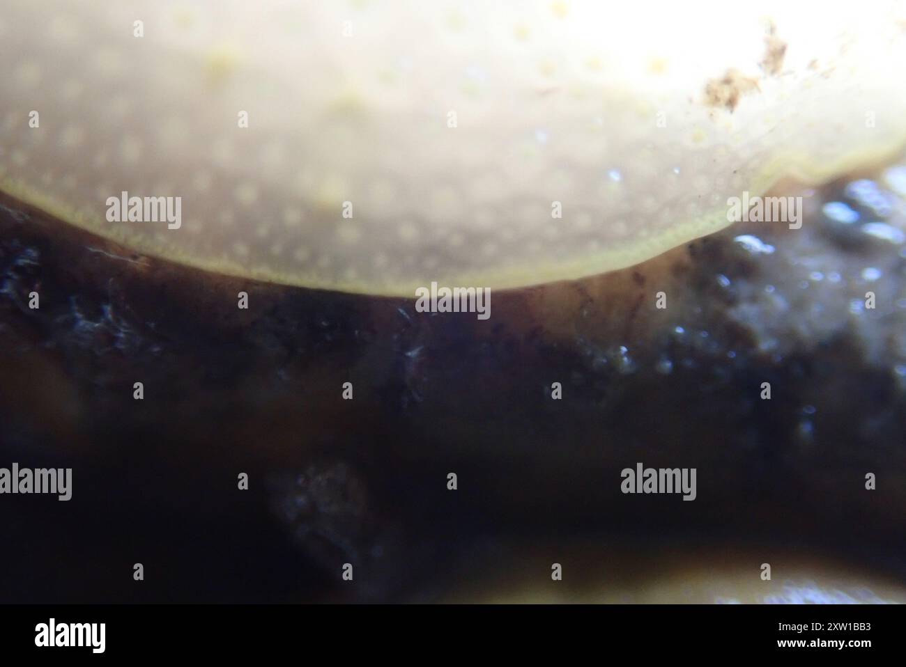 Yellow-edged Cadlina (Cadlina luteomarginata) Mollusca Stock Photo - Alamy