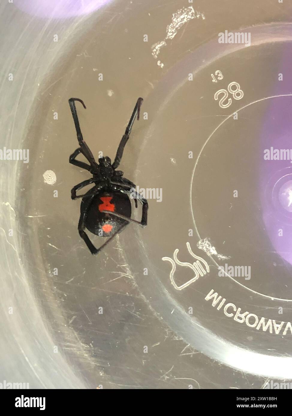 Widow Spiders (Latrodectus) Arachnida Stock Photo - Alamy