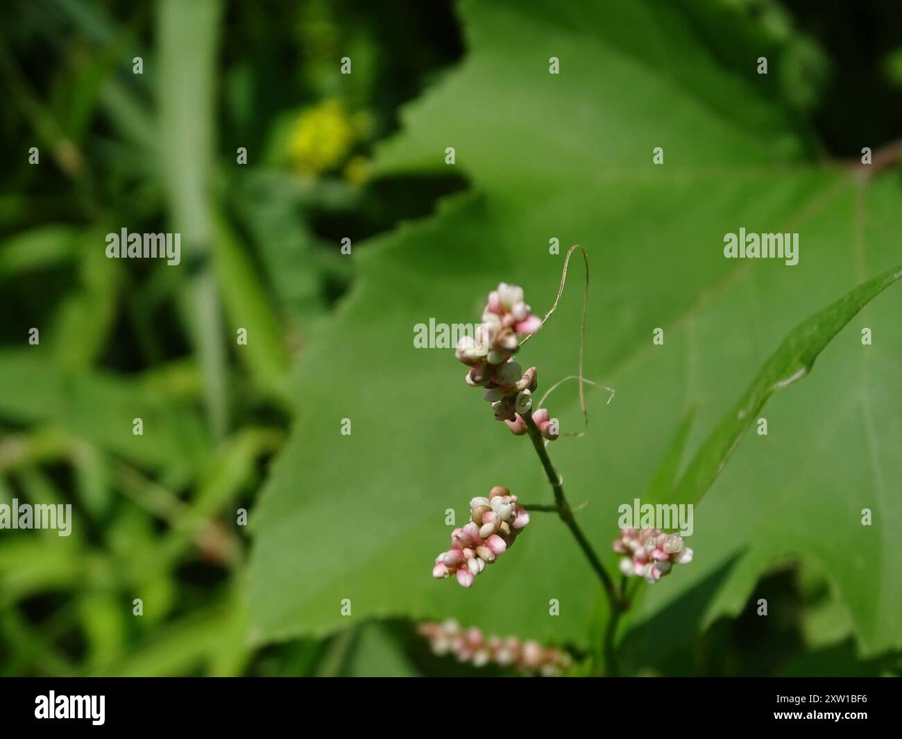 pale smartweed (Persicaria lapathifolia) Plantae Stock Photo - Alamy