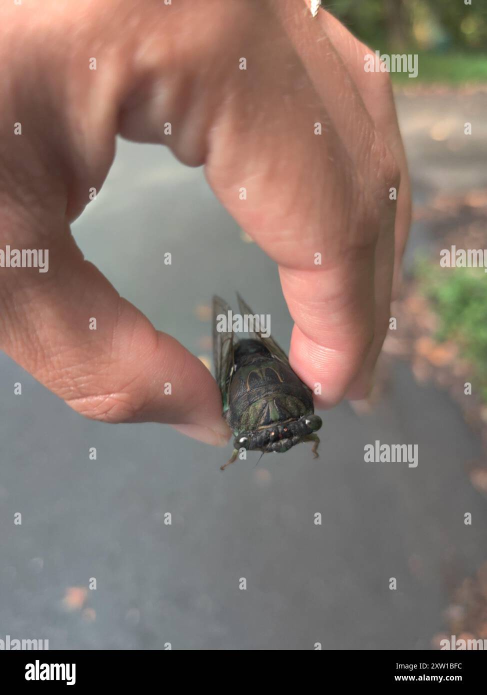 Southern Dusky-winged Cicada (Neotibicen tibicen australis) Insecta ...