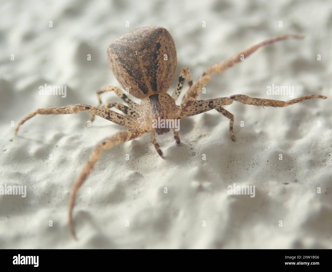 Trapezoid Crab Spider (Sidymella trapezia) Arachnida Stock Photo - Alamy