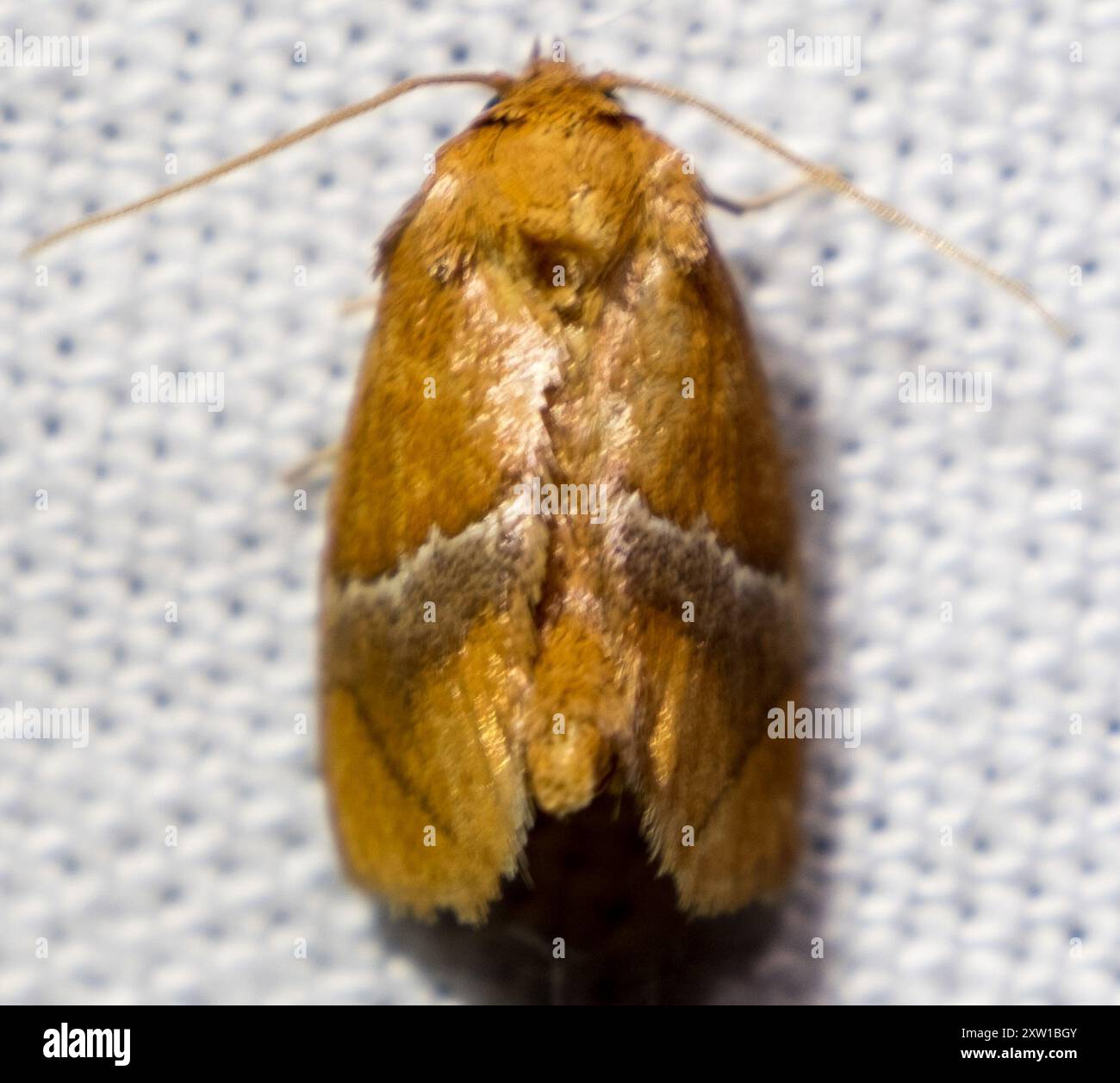 Yellow-shouldered Slug Moth (Lithacodes fasciola) Insecta Stock Photo ...