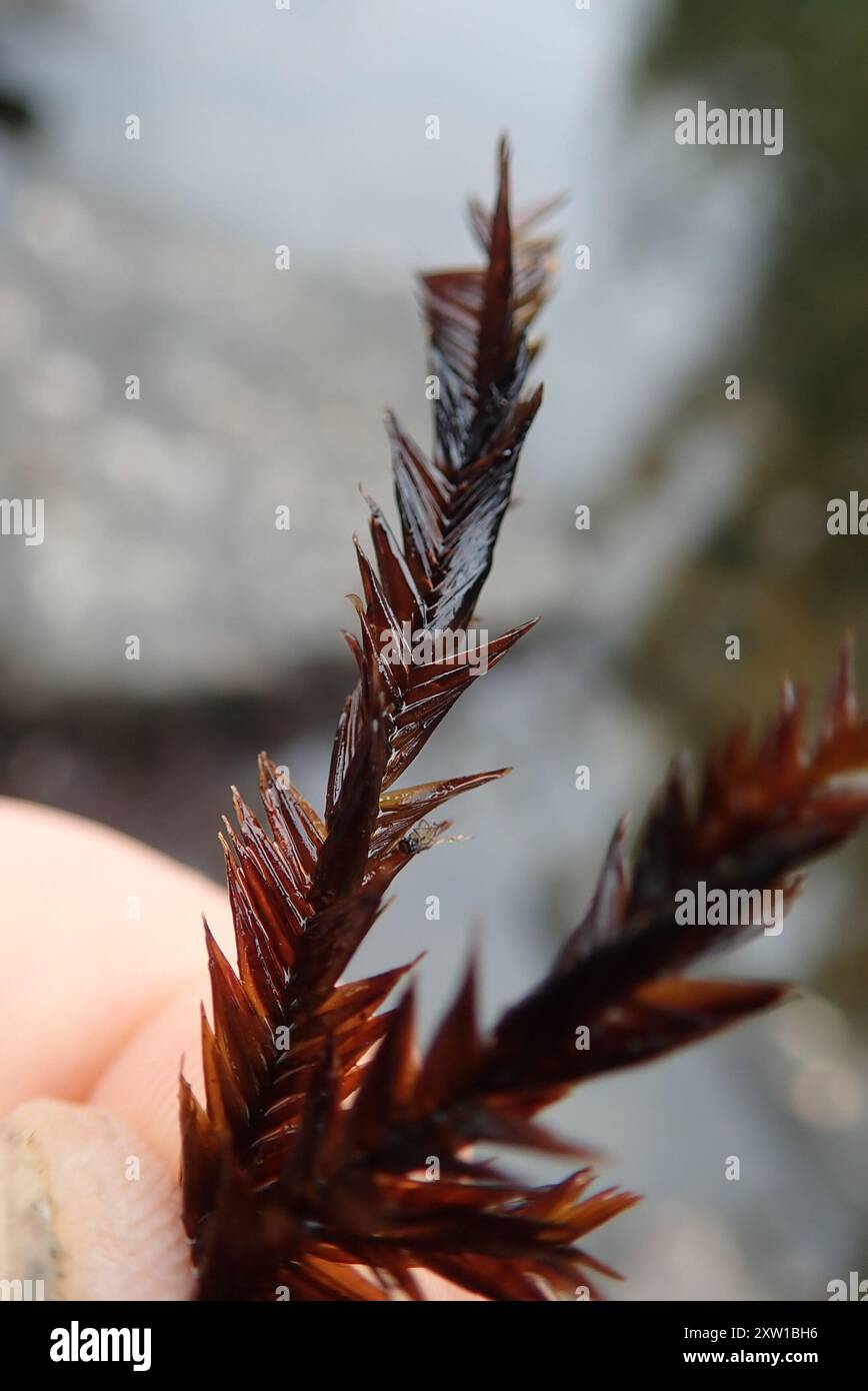 Willow Moss (Fontinalis antipyretica) Plantae Stock Photo - Alamy