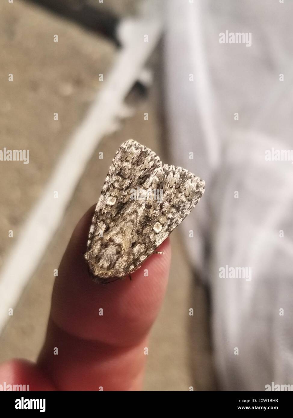 Dagger Moths (Acronicta) Insecta Stock Photo - Alamy