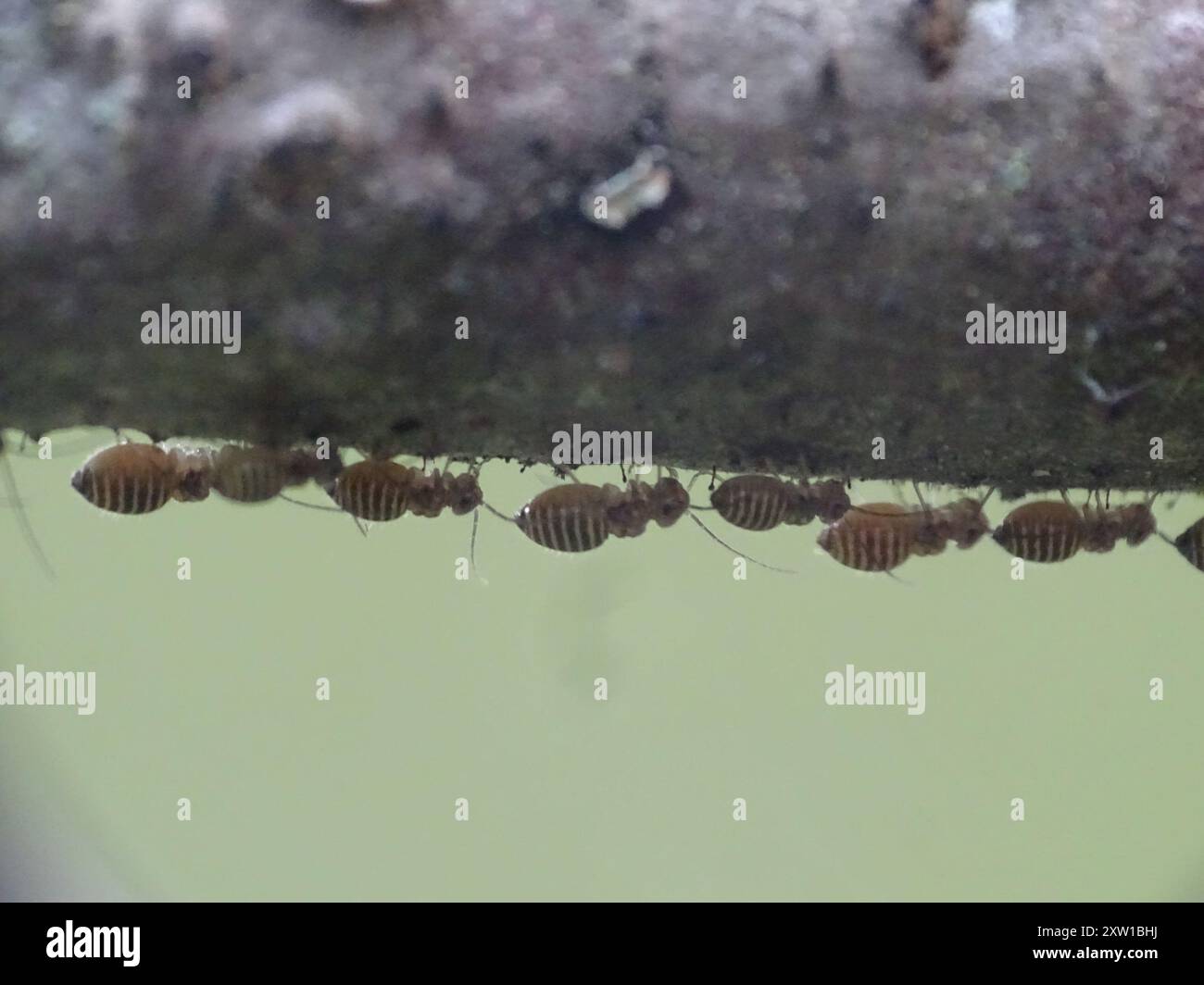 Tree Cattle (Cerastipsocus venosus) Insecta Stock Photo - Alamy