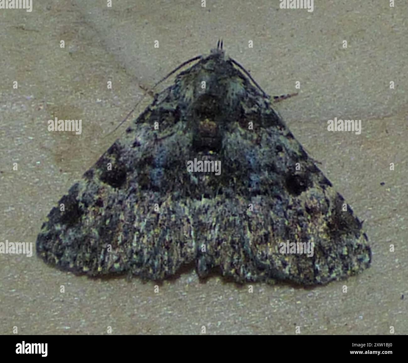 Common Fungus Moth (Metalectra discalis) Insecta Stock Photo - Alamy