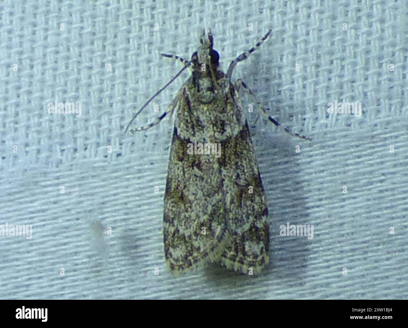 Double-striped Scoparia Moth (Scoparia biplagialis) Insecta Stock Photo ...