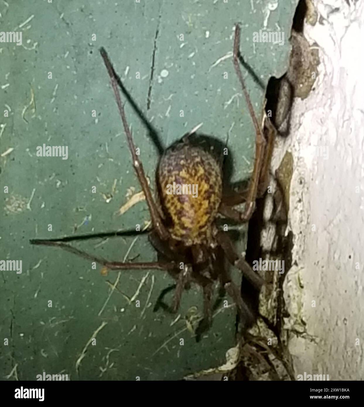 Giant House Spider (Eratigena duellica) Arachnida Stock Photo - Alamy