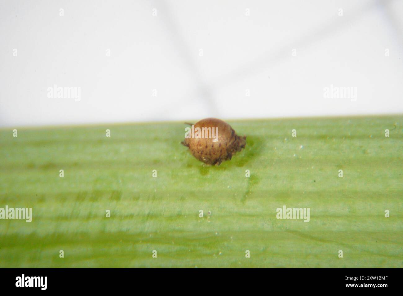 Aphids (Aphididae) Insecta Stock Photo - Alamy