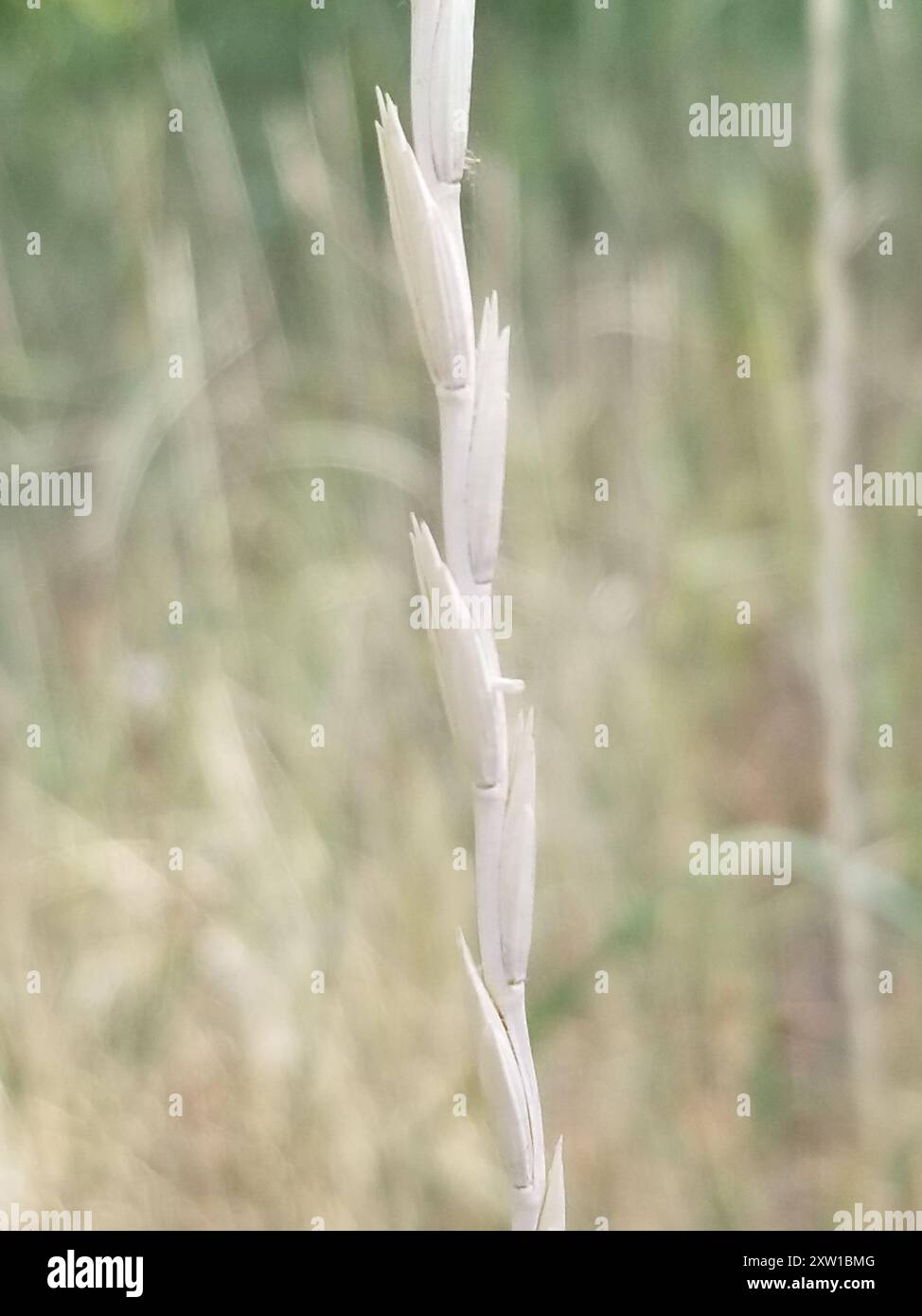 deergrass (Muhlenbergia rigens) Plantae Stock Photo - Alamy