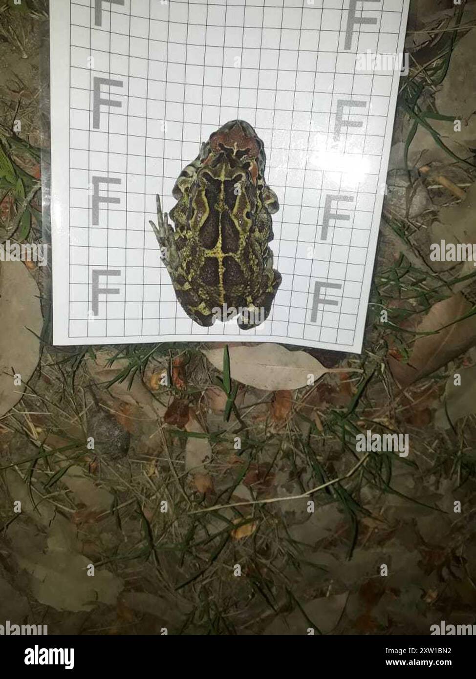 Western Leopard Toad (Sclerophrys pantherina) Amphibia Stock Photo - Alamy