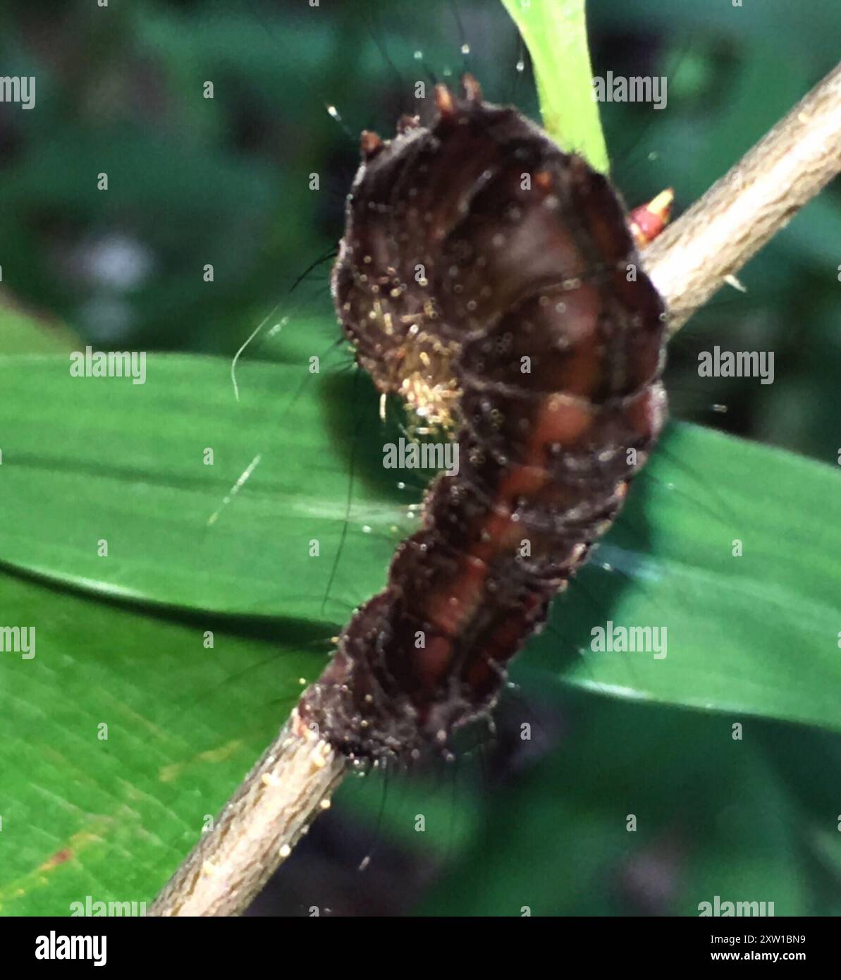 Clear Dagger (Acronicta clarescens) Insecta Stock Photo - Alamy