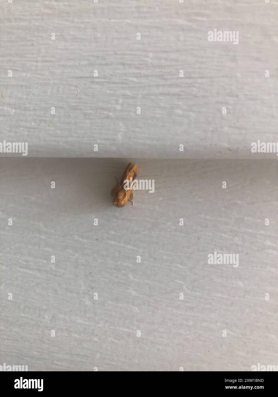 Yellow-shouldered Slug Moth (Lithacodes fasciola) Insecta Stock Photo ...