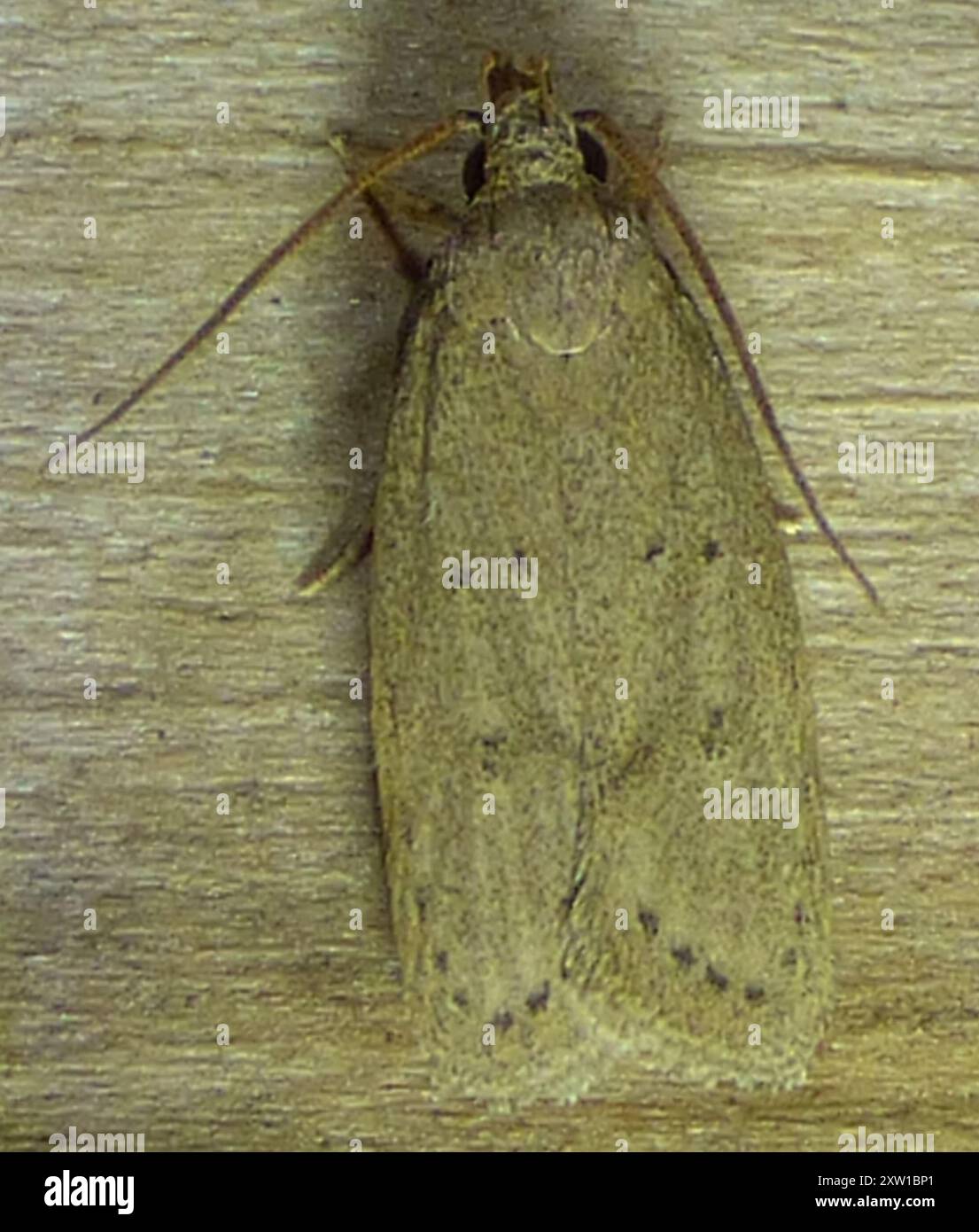 Kyoto Moth (Autosticha kyotensis) Insecta Stock Photo - Alamy