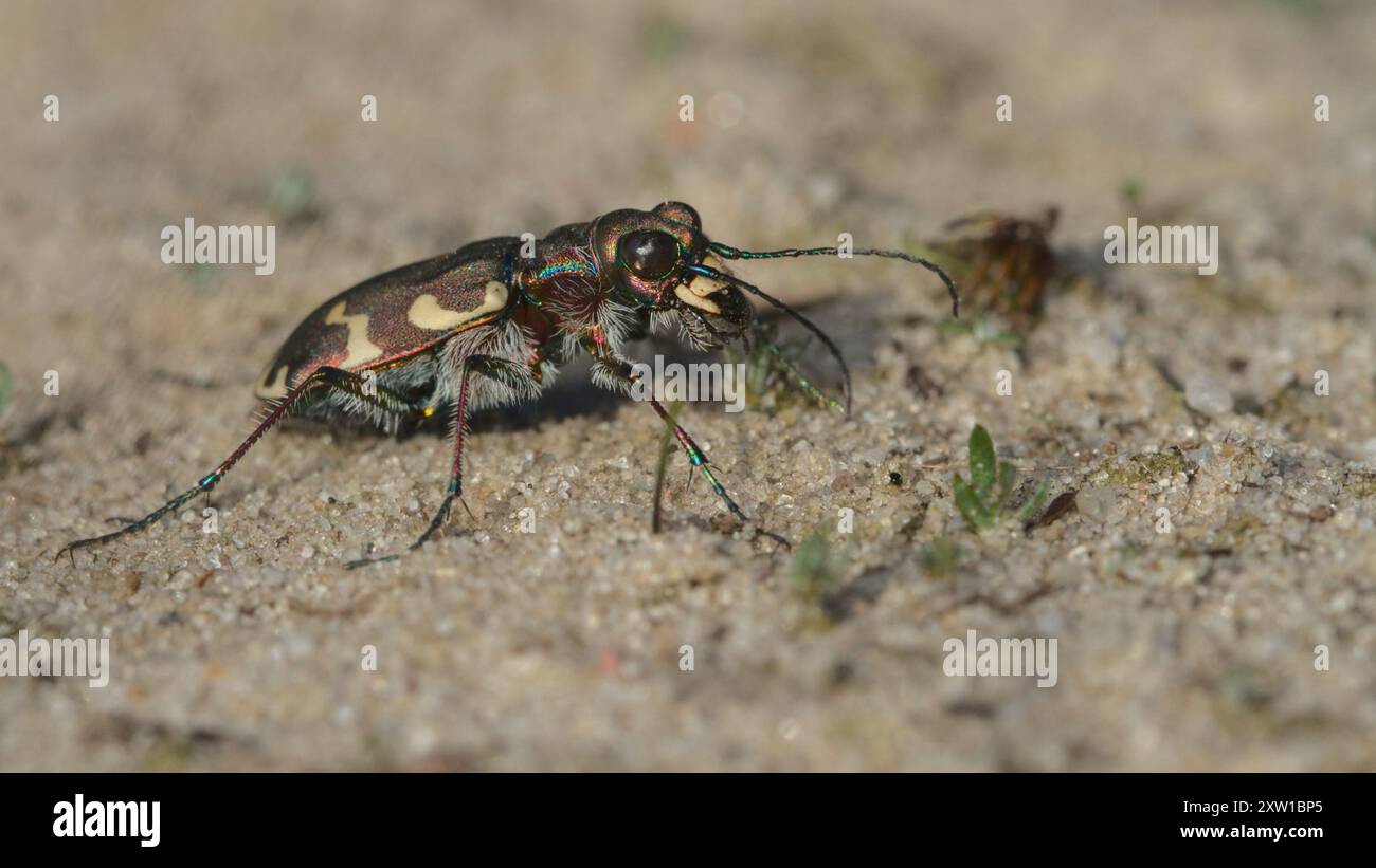 Northern Dune Tiger Beetle (Cicindela hybrida) Insecta Stock Photo - Alamy