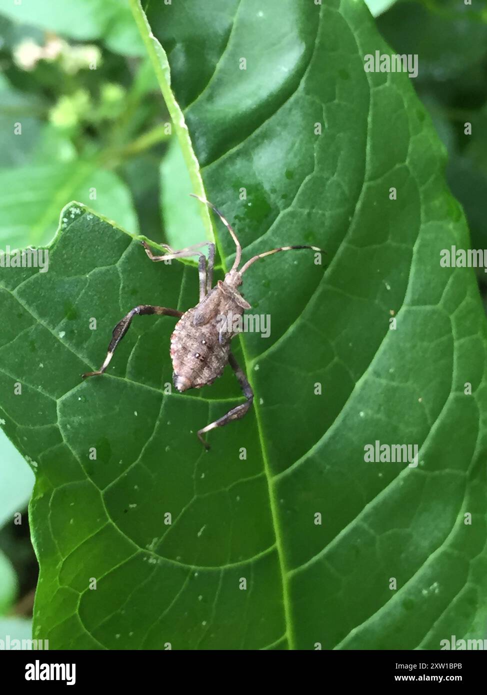 Spine-headed Bugs (Acanthocephala) Insecta Stock Photo - Alamy