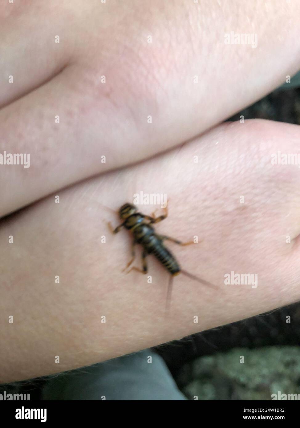 Common Stoneflies (Perlidae) Insecta Stock Photo - Alamy