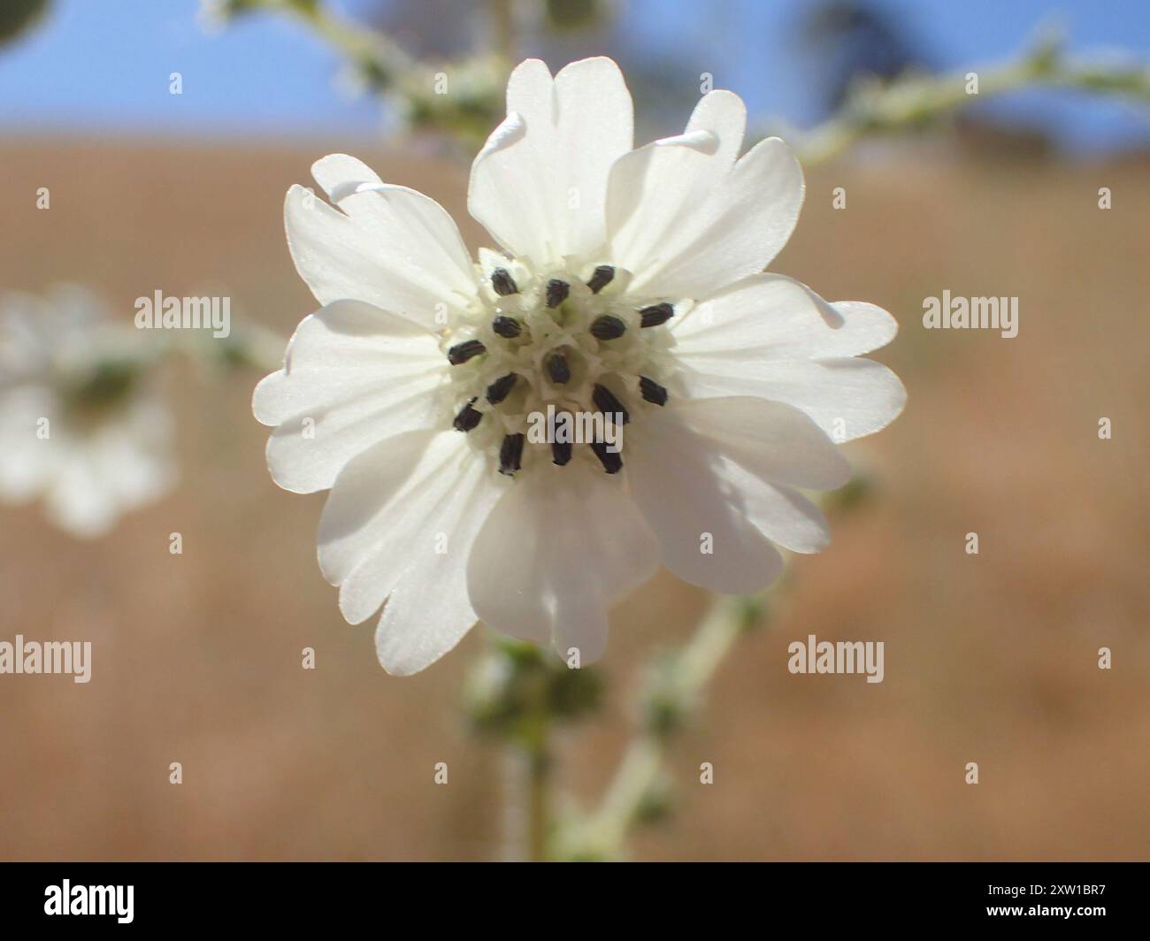 big tarplant (Blepharizonia plumosa) Plantae Stock Photo - Alamy