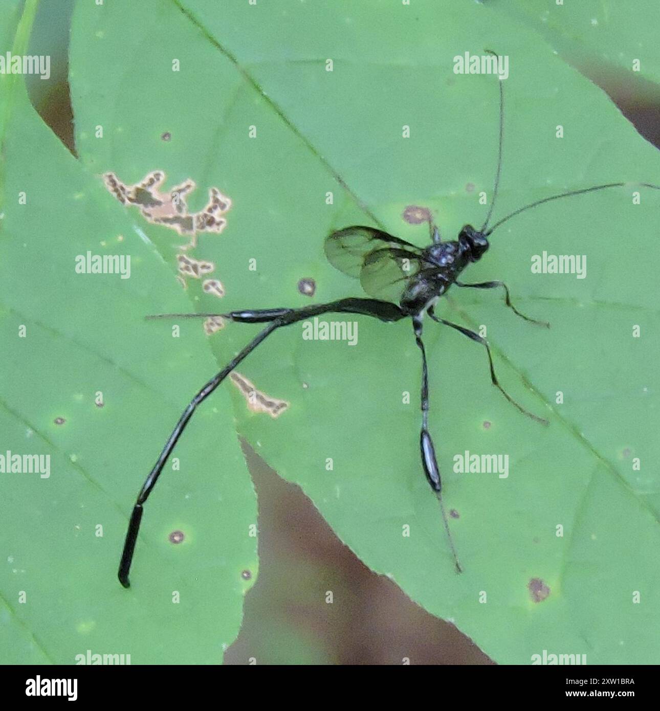 American Pelecinid Wasp (Pelecinus polyturator) Insecta Stock Photo - Alamy