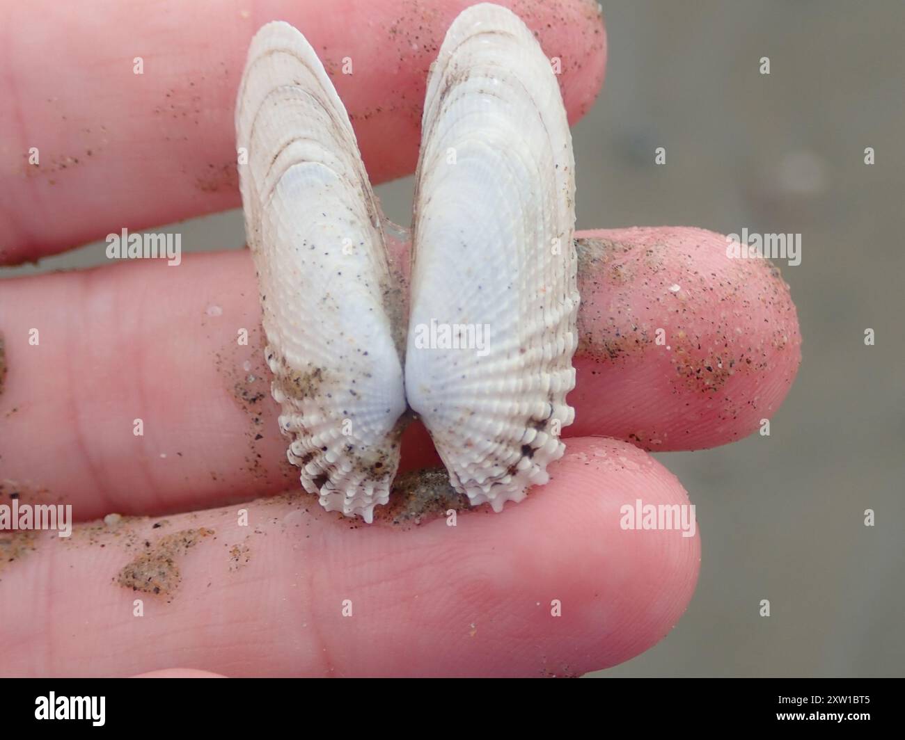 False Angelwing (Petricolaria pholadiformis) Mollusca Stock Photo - Alamy