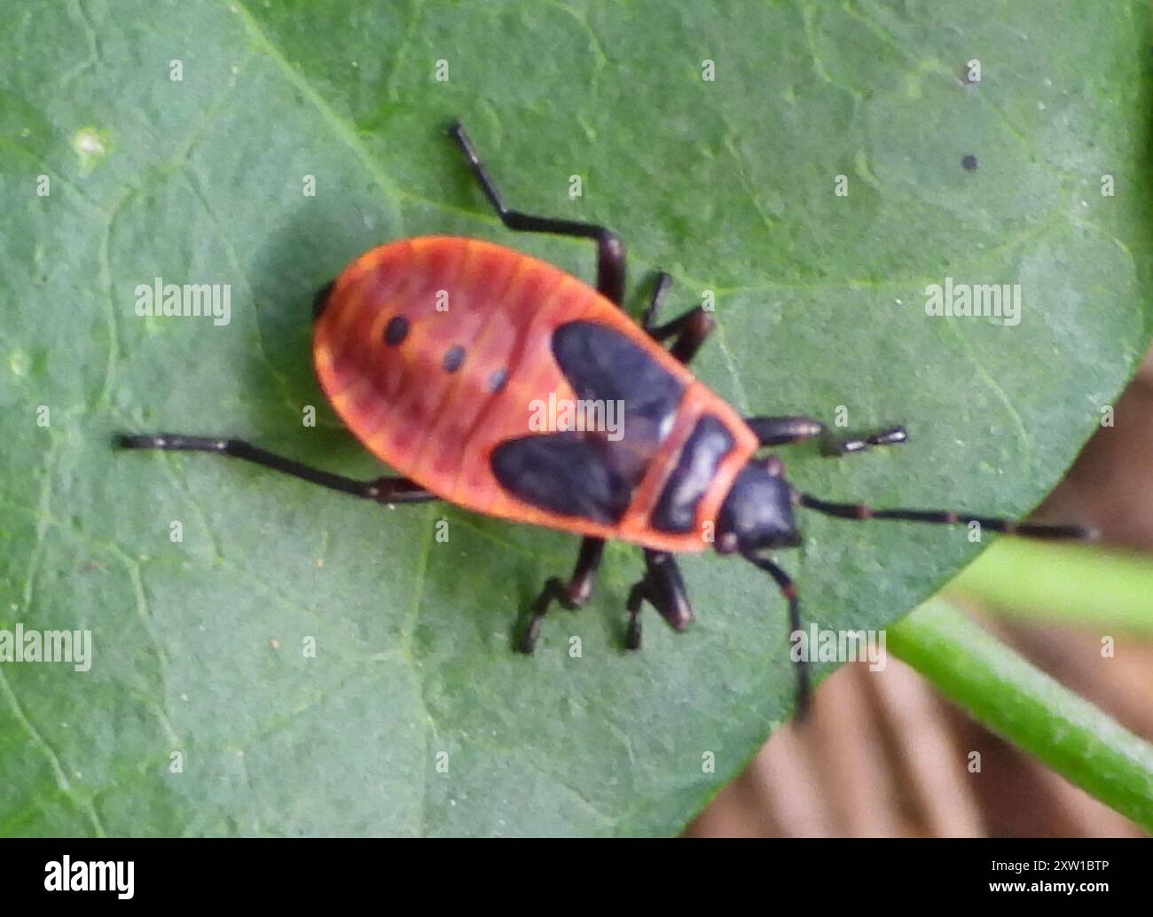 European Firebug (Pyrrhocoris apterus) Insecta Stock Photo - Alamy