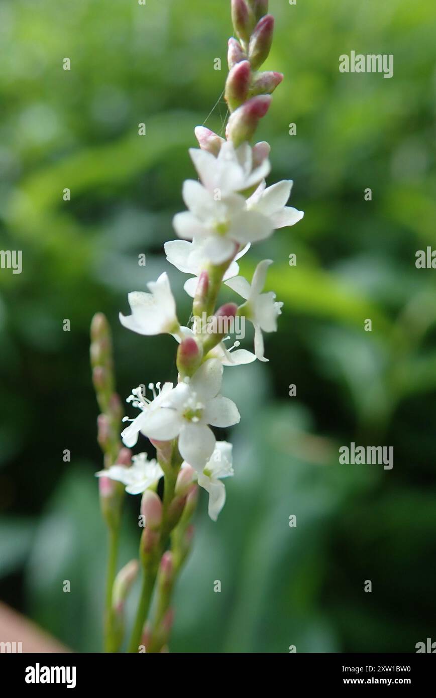 swamp smartweed (Persicaria hydropiperoides) Plantae Stock Photo - Alamy